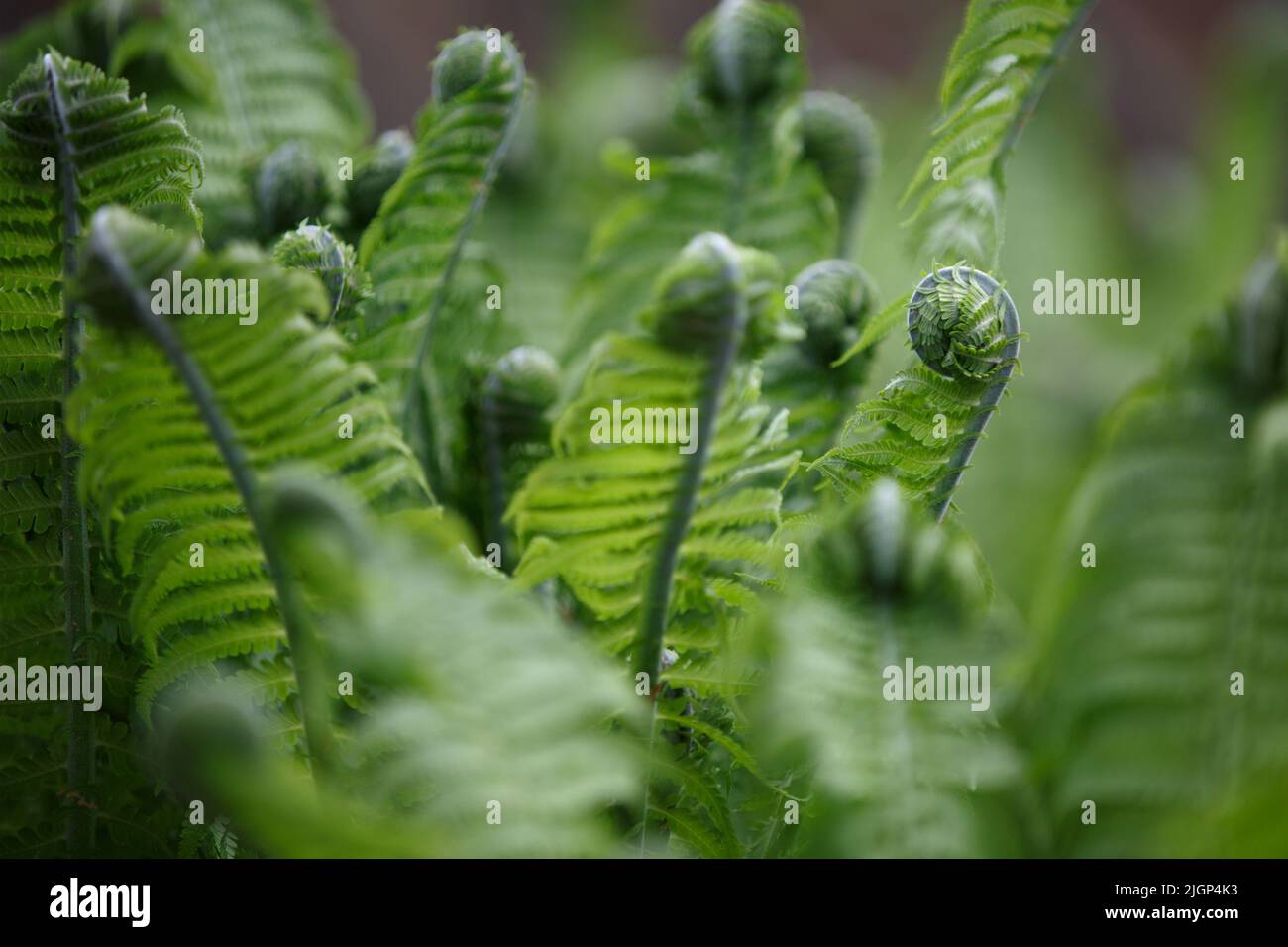 Fern. Rolled leaves of a young fern bush in the forest in spring Stock ...
