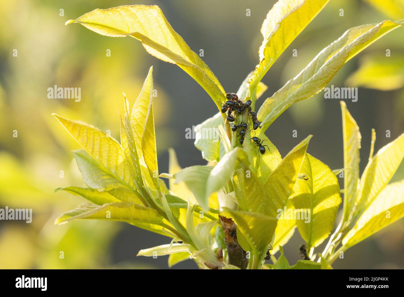 Ants feeding on leaves hi-res stock photography and images - Alamy