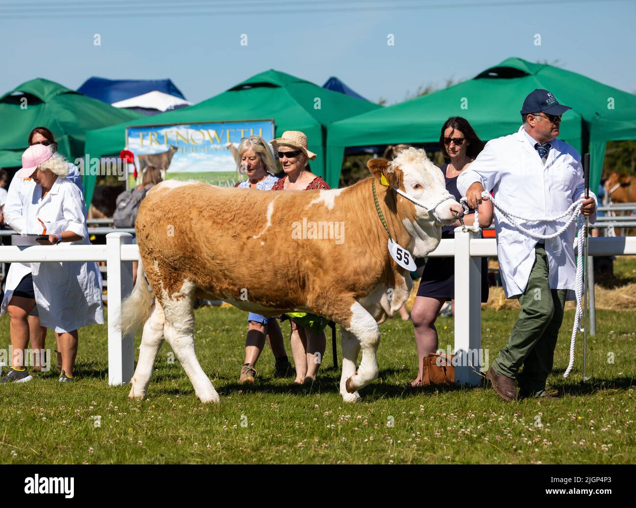 Cattle, cows and bulls, on display at an Agricultural show in Cornwall ...