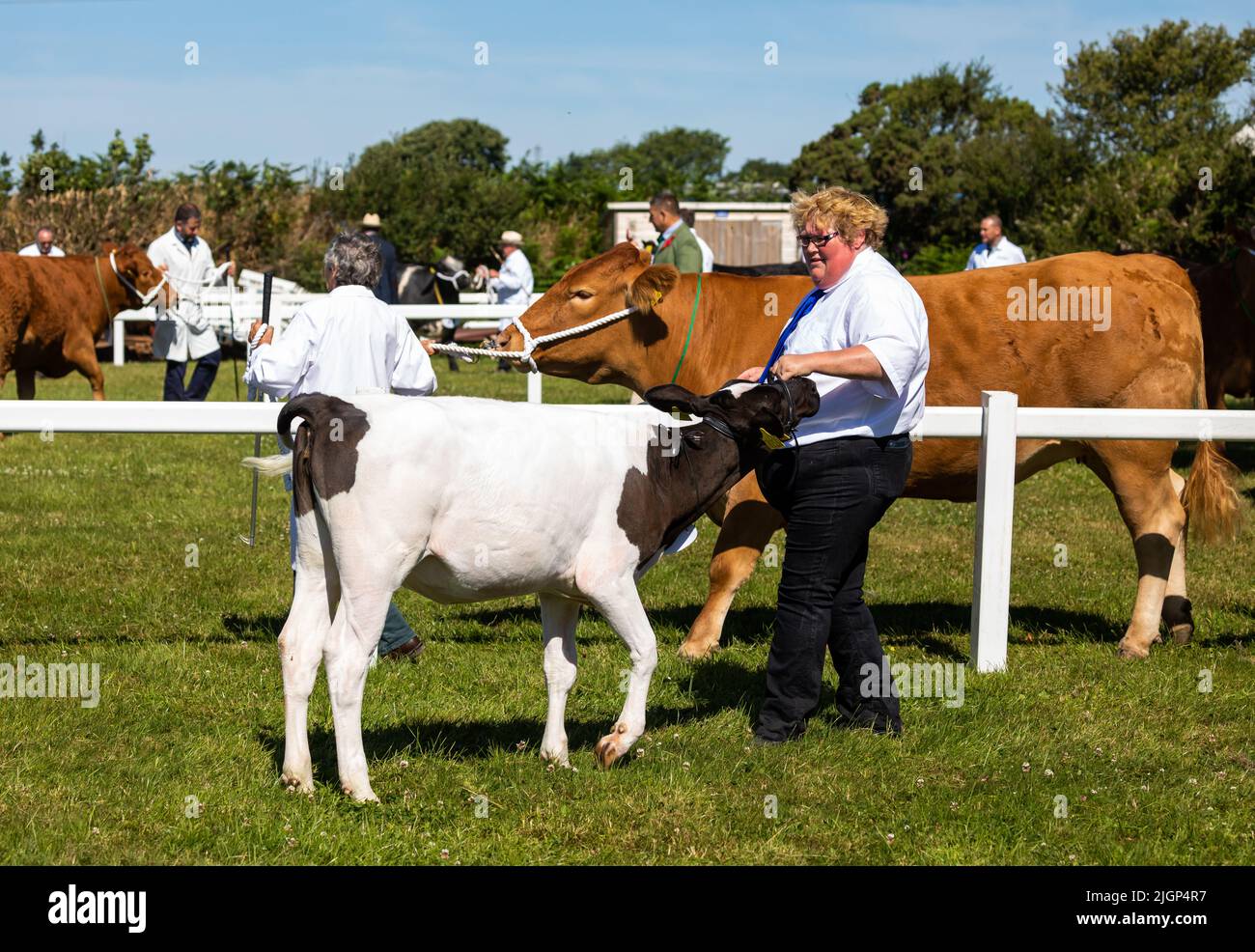 Cattle, cows and bulls, on display at an Agricultural show in Cornwall ...