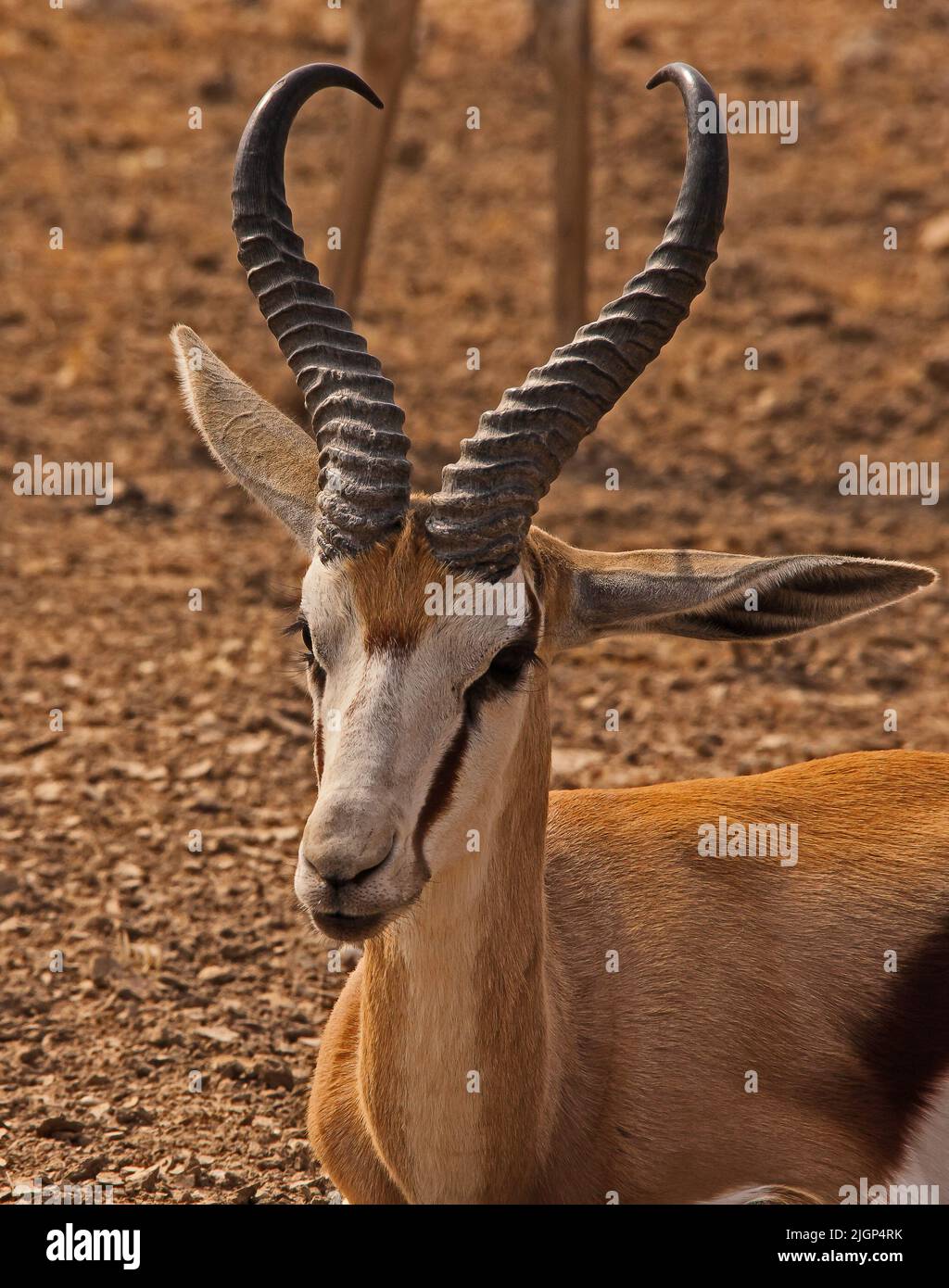 A young Springbok (Antidorcas marsupialis) in the Kgalagadi Trans ...