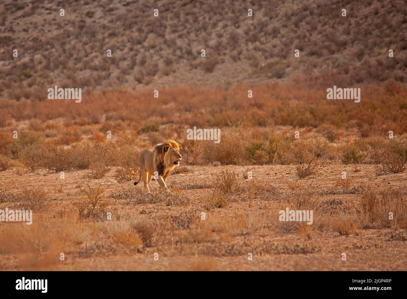 Male Lion (Panthera leo) patroling his territory in Kgalagadi Trans ...