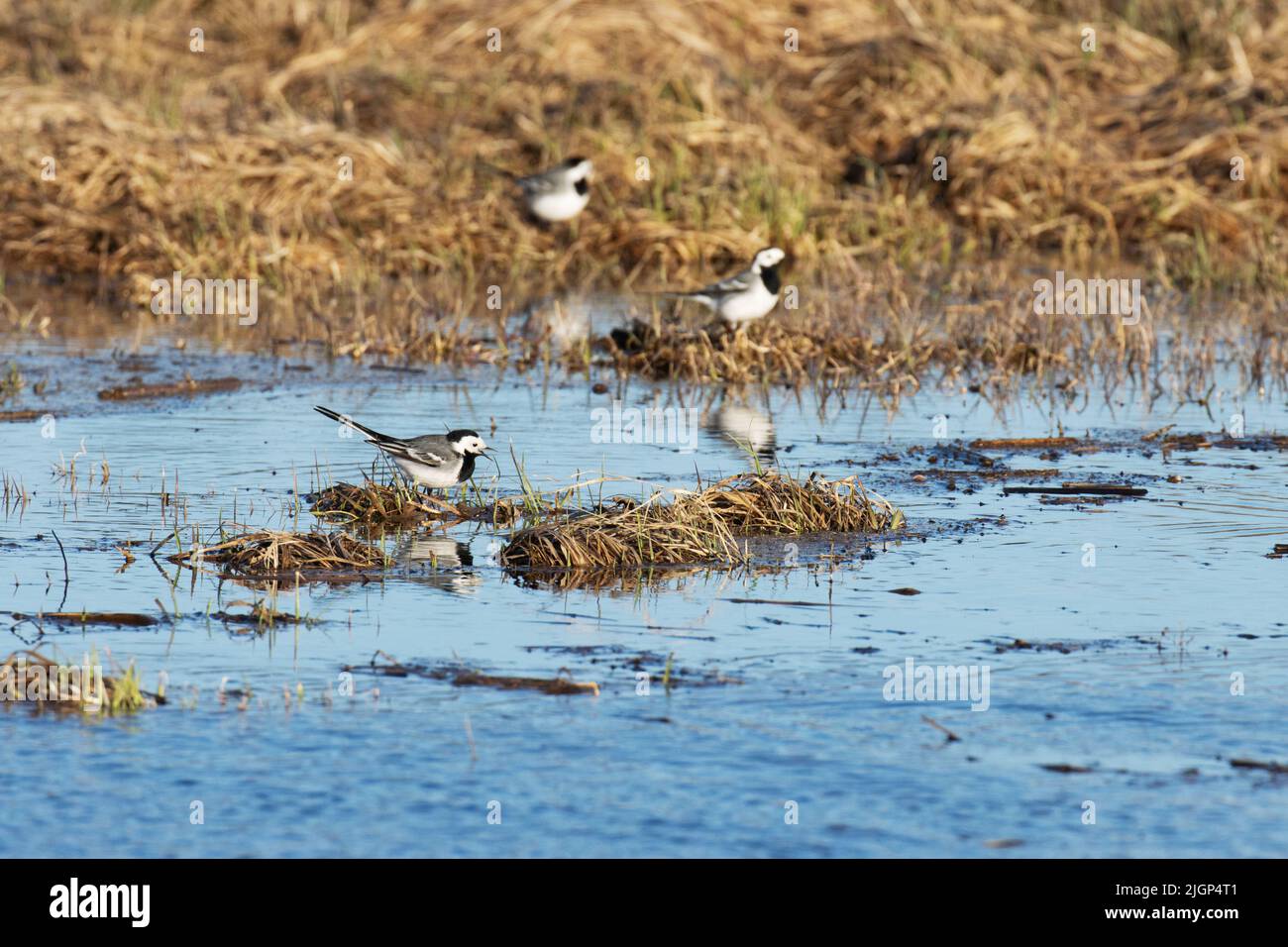 Group of White wagtails walking in wetland during a beautiful spring ...