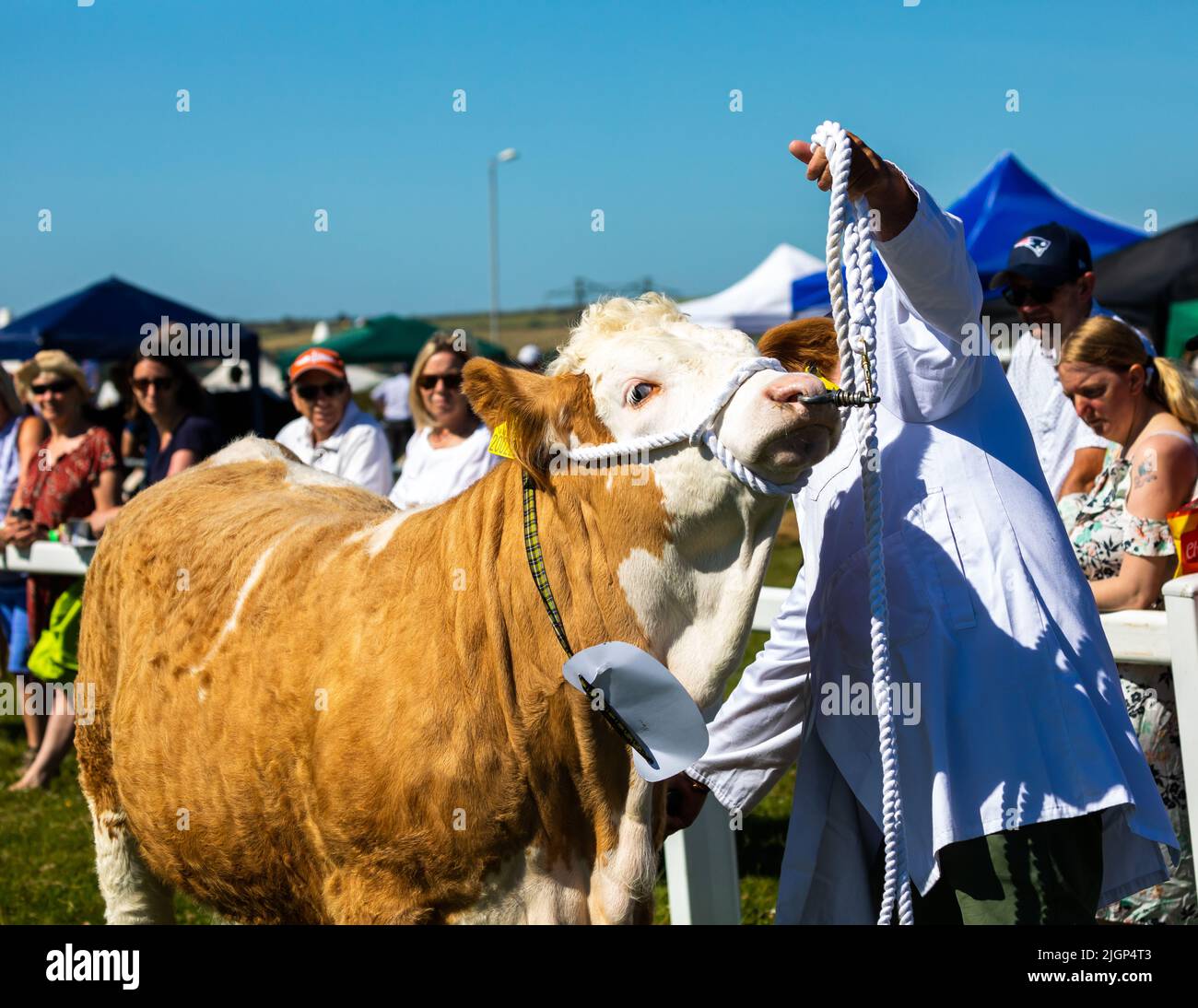 Cattle, cows and bulls, on display at an Agricultural show in Cornwall ...