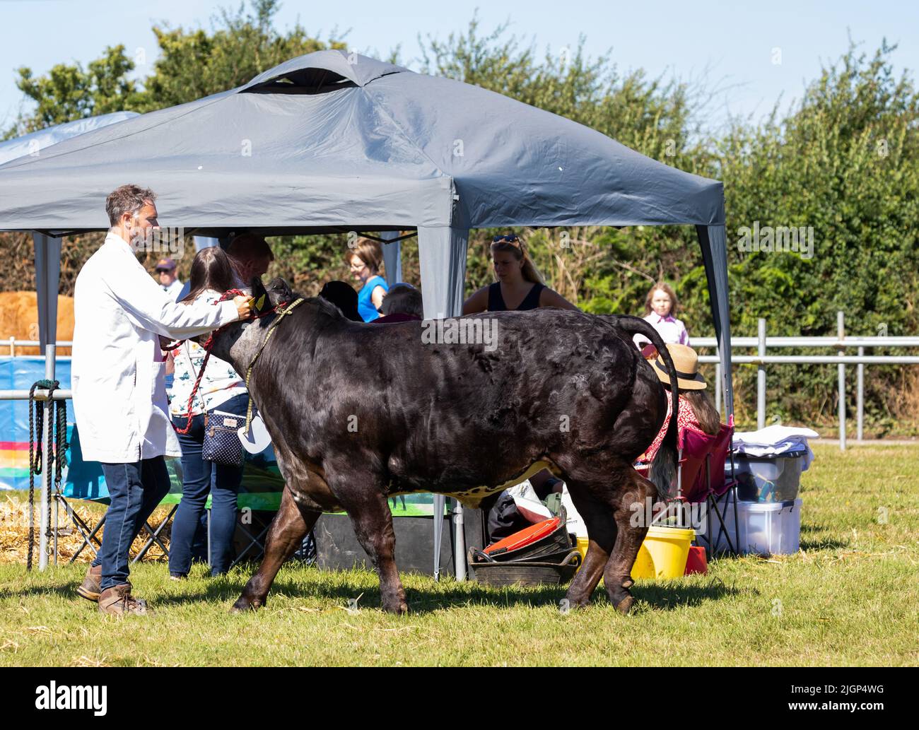 Cattle, cows and bulls, on display at an Agricultural show in Cornwall ...