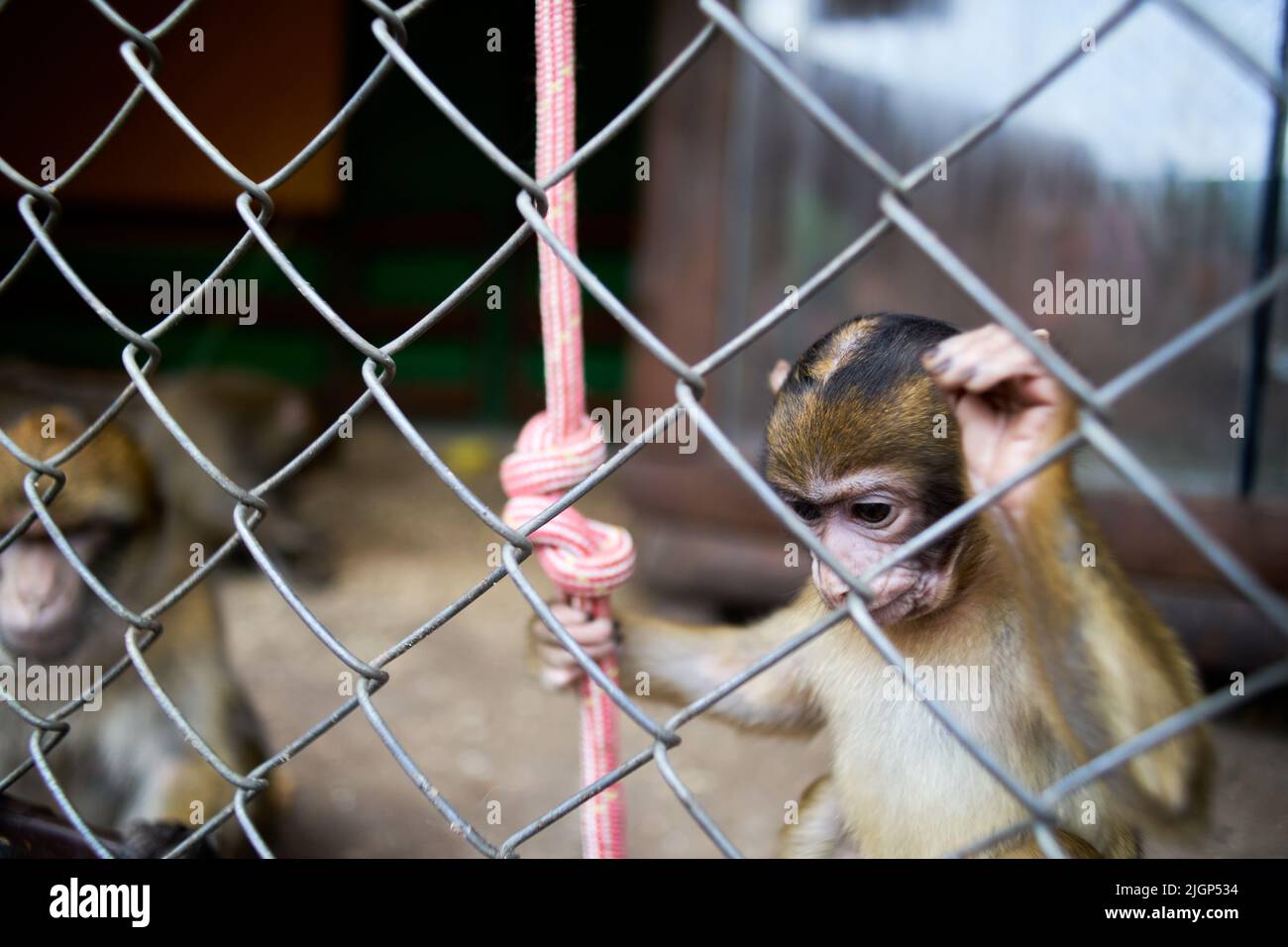 Little monkey with big monkey hi-res stock photography and images - Alamy