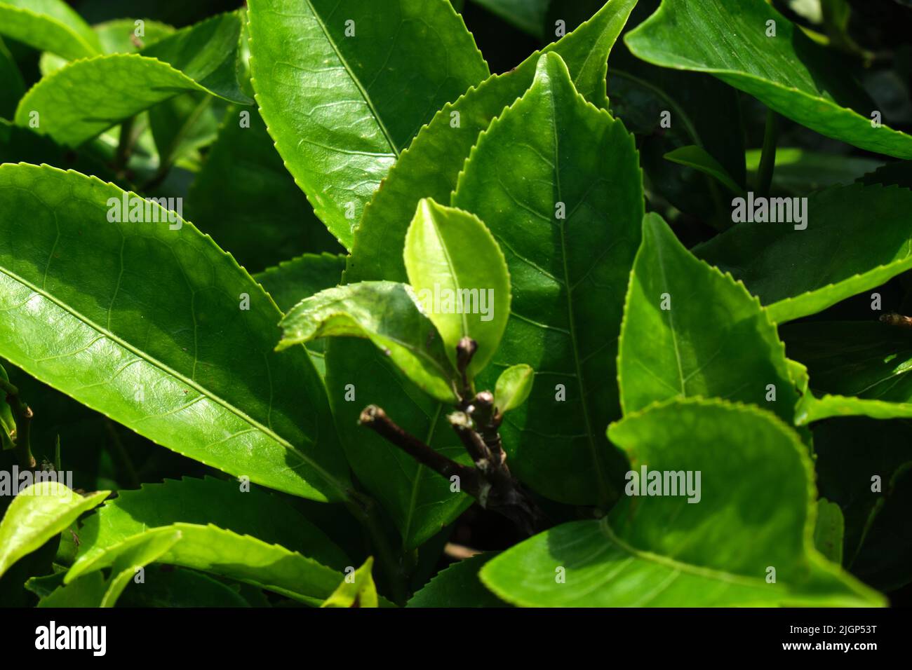 Fresh tea bud leaves.Tea plantations, darjeeling, West Bengal, India ...