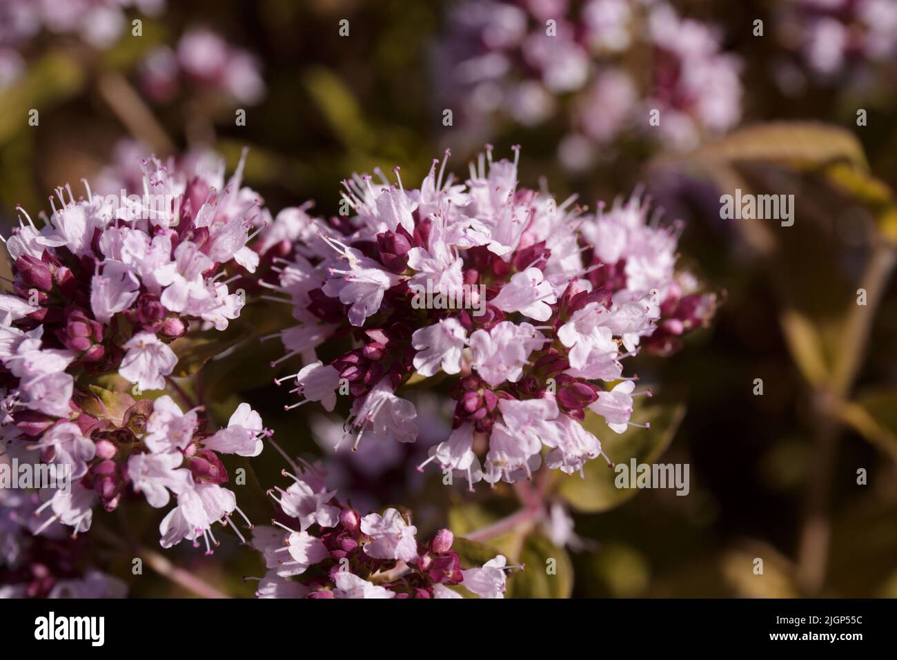Oregano. Flowering bushes of oregano (Origanum) in the meadow. Flowers ...
