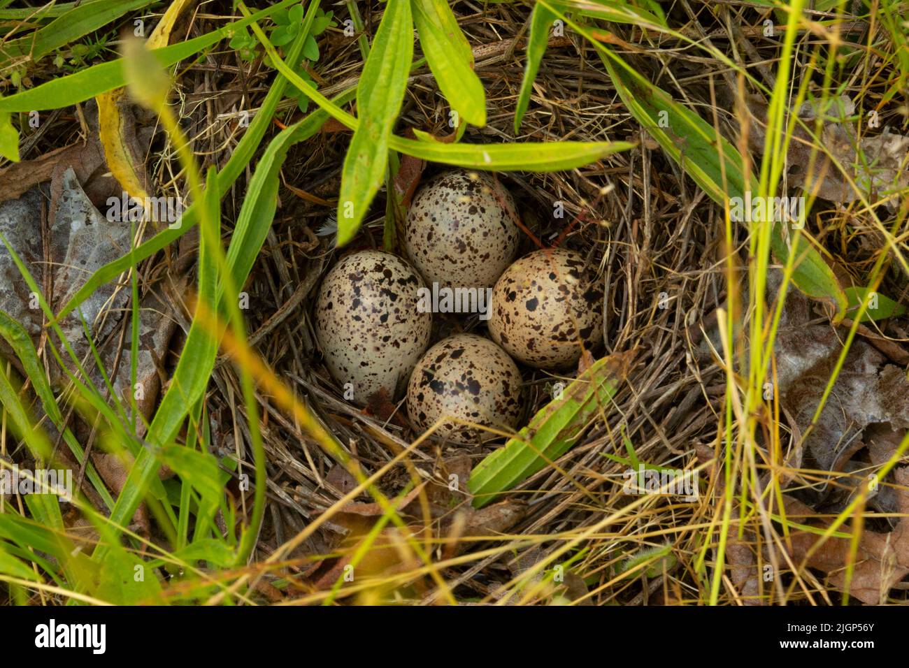 Spotted sandpiper (Actitis macularius) nest with eggs along Middle Fork ...