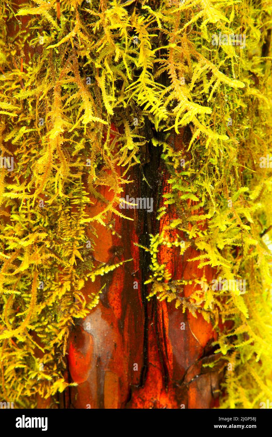 Pacific yew with club moss along Middle Fork National Recreation Trail ...