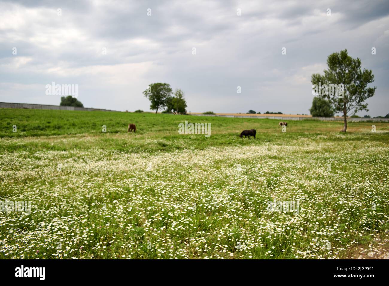Miniature Pony grazing on grass , Meadow landscape with white ...