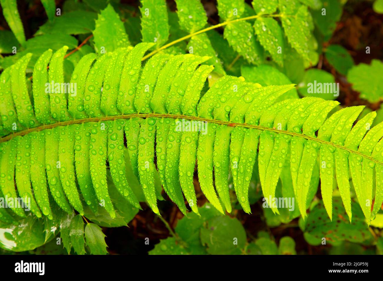 Western sword fern (Polystichum munitum) along Middle Fork National ...