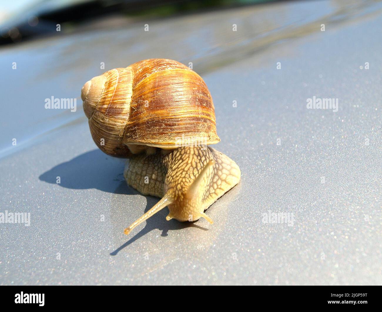 Snail ready to post for the camera Stock Photo - Alamy