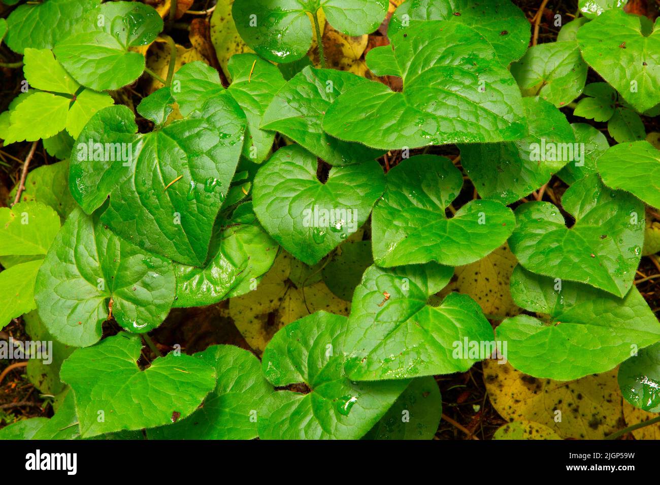 Western wild ginger (Asarum caudatum) along Middle Fork National ...