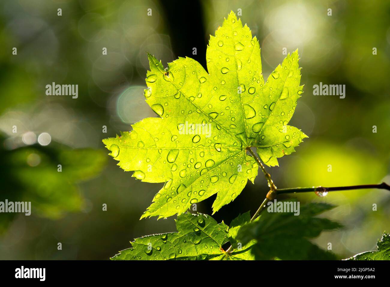Vine maple (Acer circinatum) leaf along Middle Fork National Recreation ...