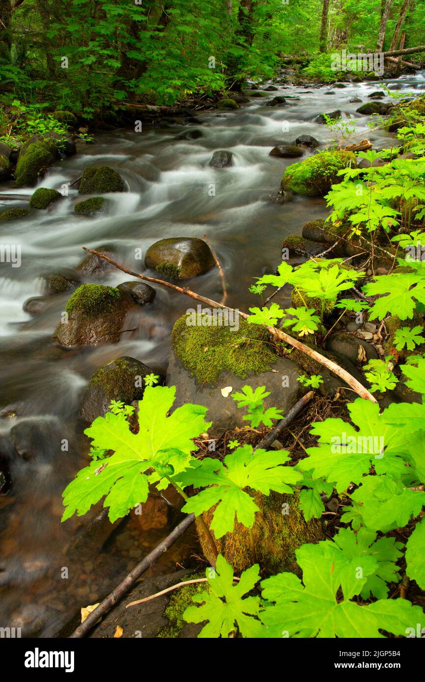 Simpson Creek along Middle Fork National Recreation Trail, Willamette ...