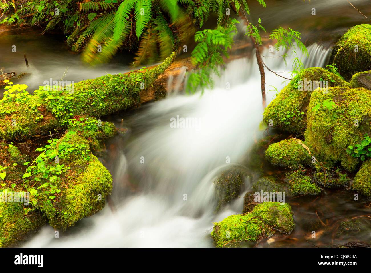 Indigo Springs, Willamette National Forest, Oregon Stock Photo - Alamy