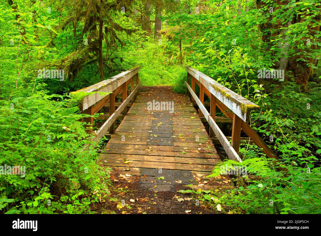 Trail bridge along Salmon Creek Trail, Willamette National Forest ...