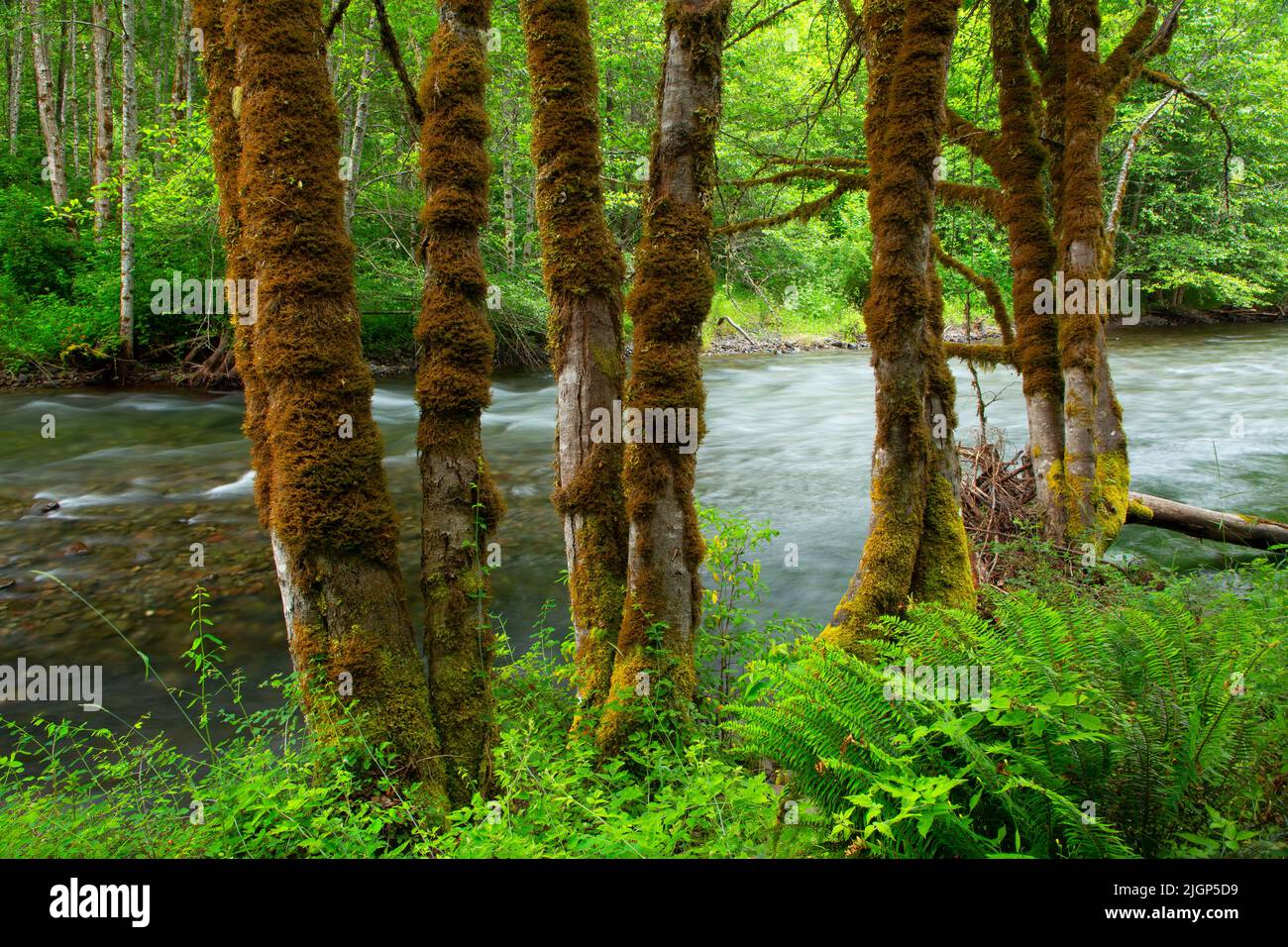 Salmon Creek along Salmon Creek Trail, Willamette National Forest ...