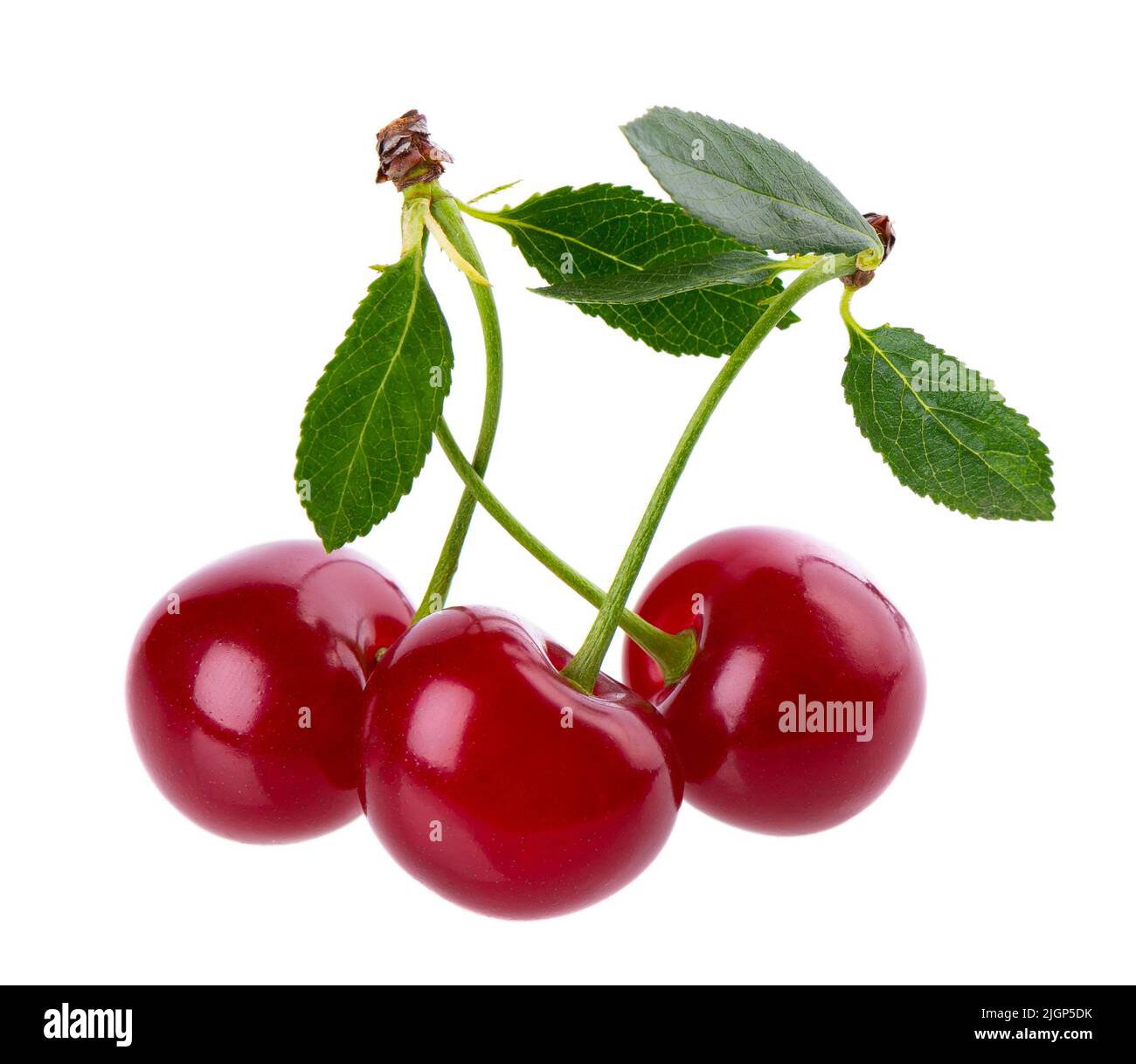 Cherry isolated on white background. Red ripe berry of sweet cherry ...