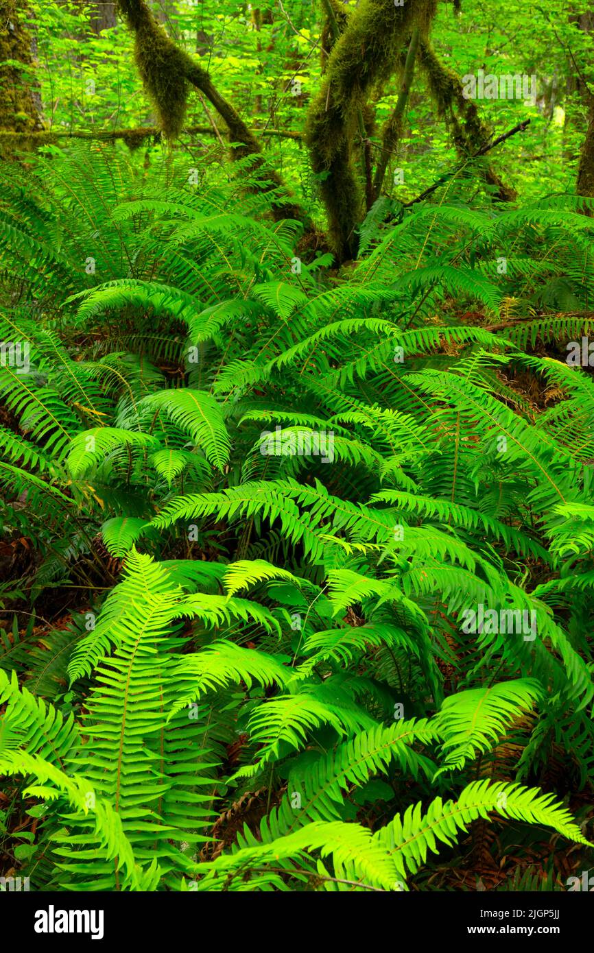Western sword fern (Polystichum munitum) along Salmon Creek Trail ...