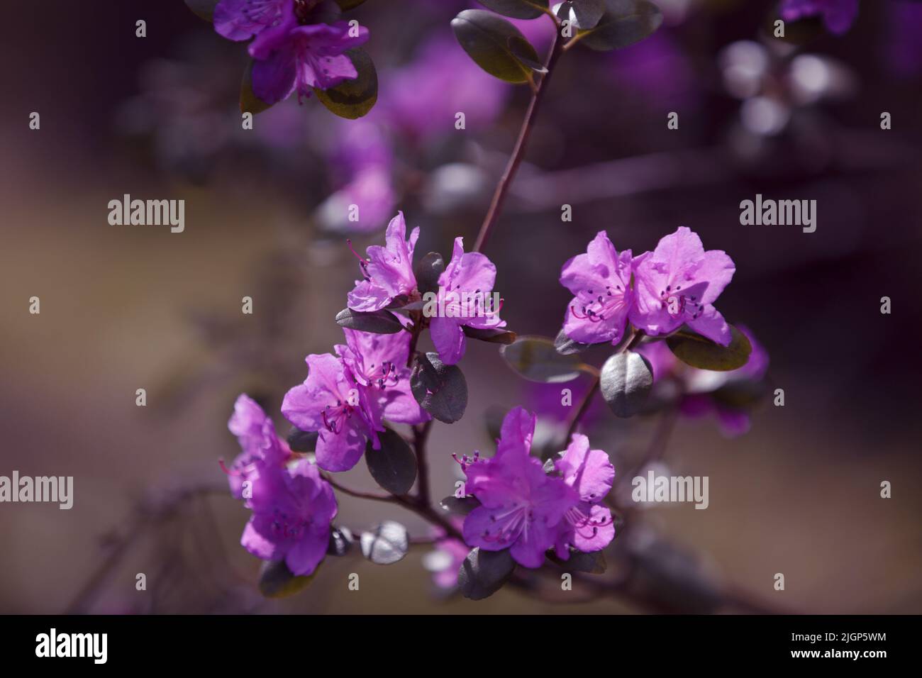 Pink rhododendron flowers on fresh rhododendron bushes. Beautiful pink ...