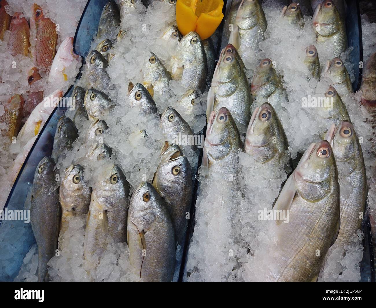raw seafood fish display for sale Stock Photo - Alamy