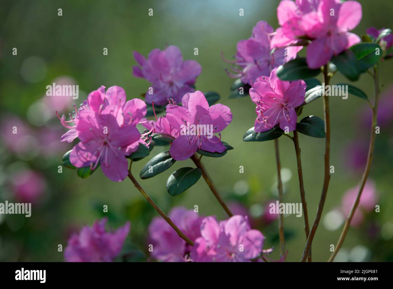 Pink rhododendron flowers on fresh rhododendron bushes. Beautiful ...