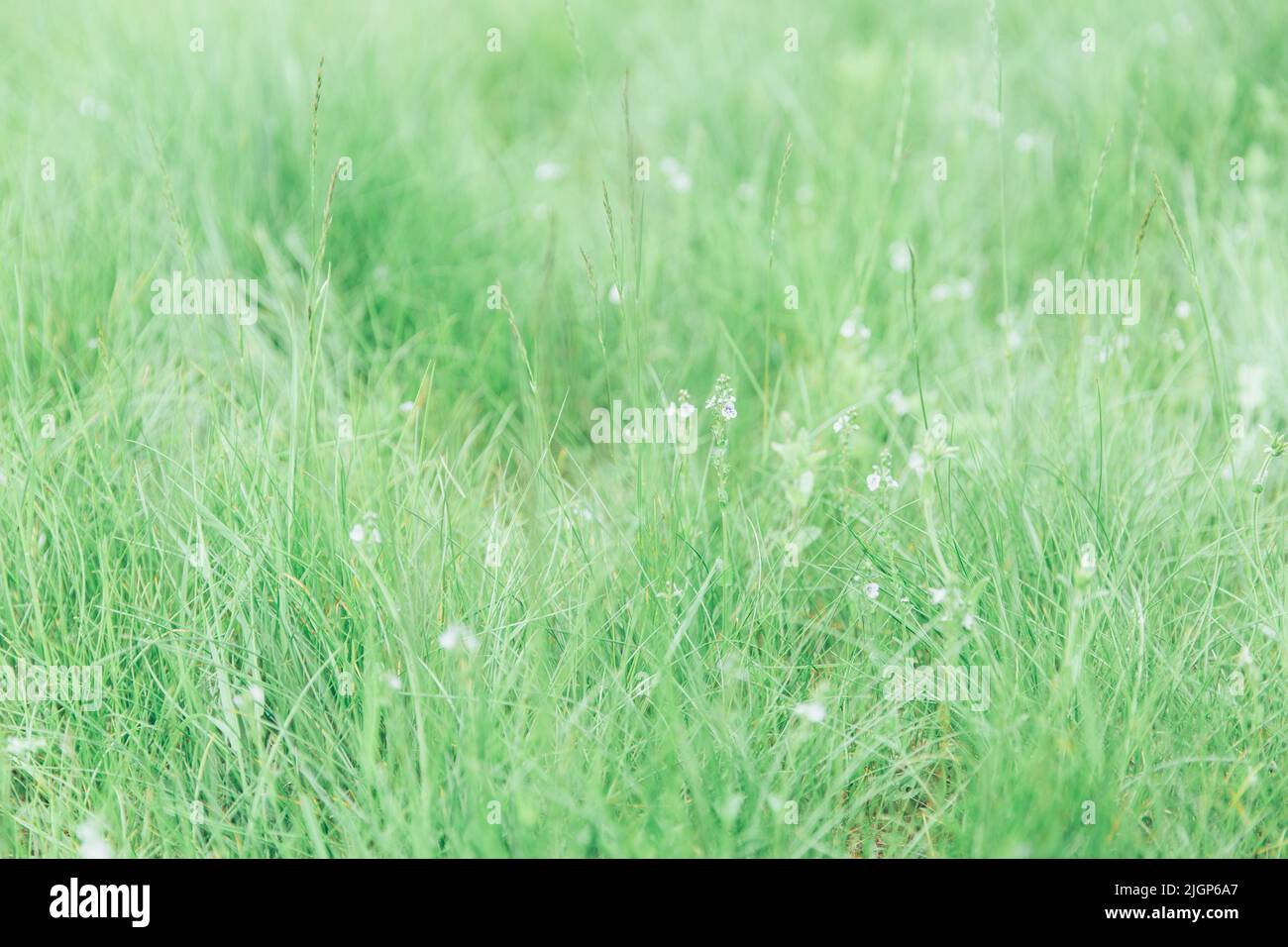 Green grass texture as background. Perspective view and selective focus ...