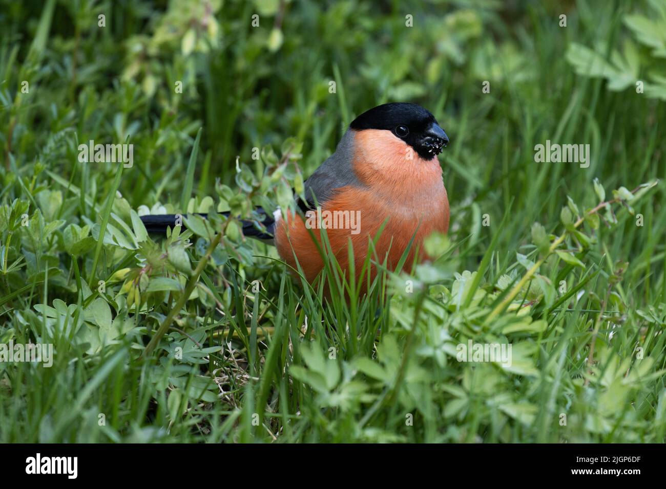 Male Eurasian bullfinch, Pyrrhula pyrrhula eating fresh plant parts in ...