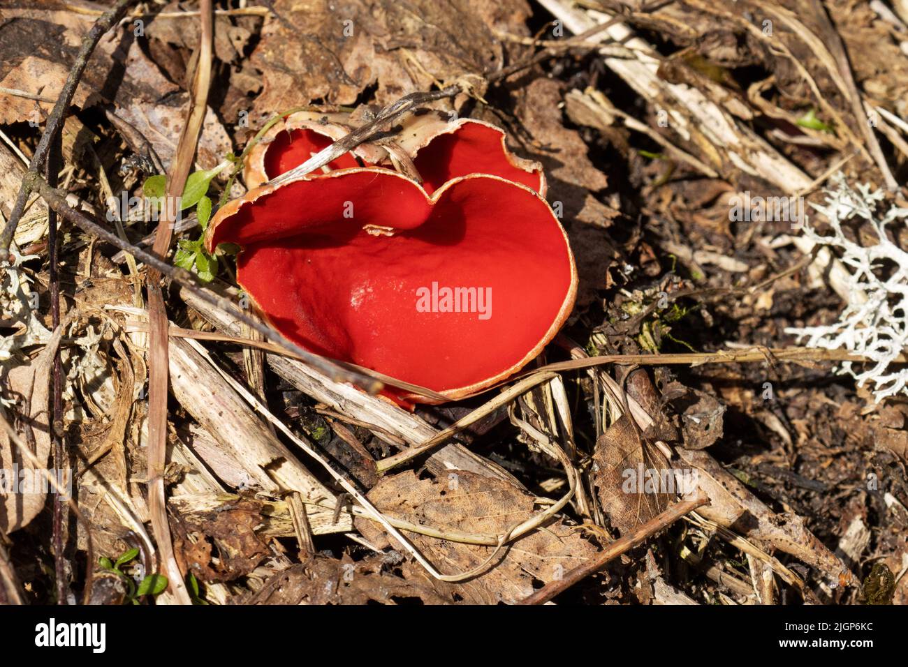 Colorful reddish Scarlet elfcup fungi growing on forest floor during ...