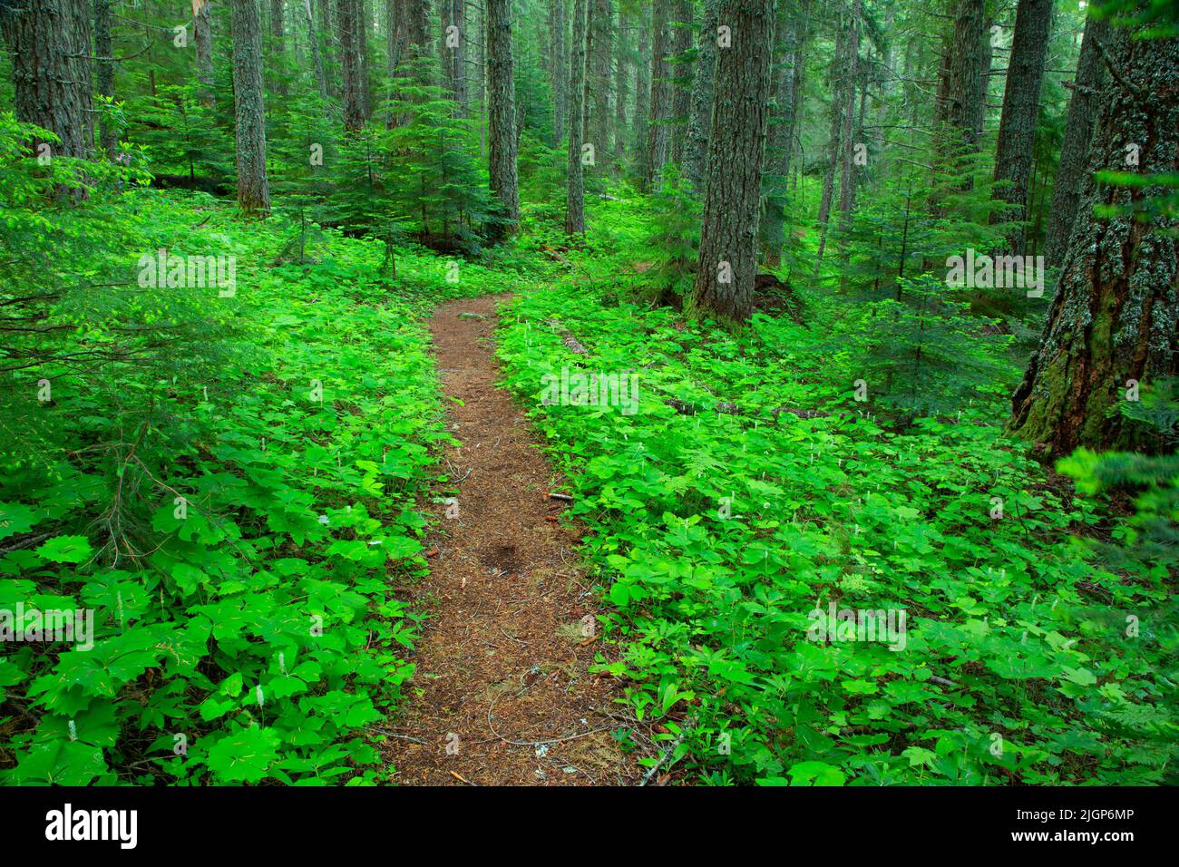 Erma Bell Lakes Trail, Willamette National Forest, Three Sisters ...
