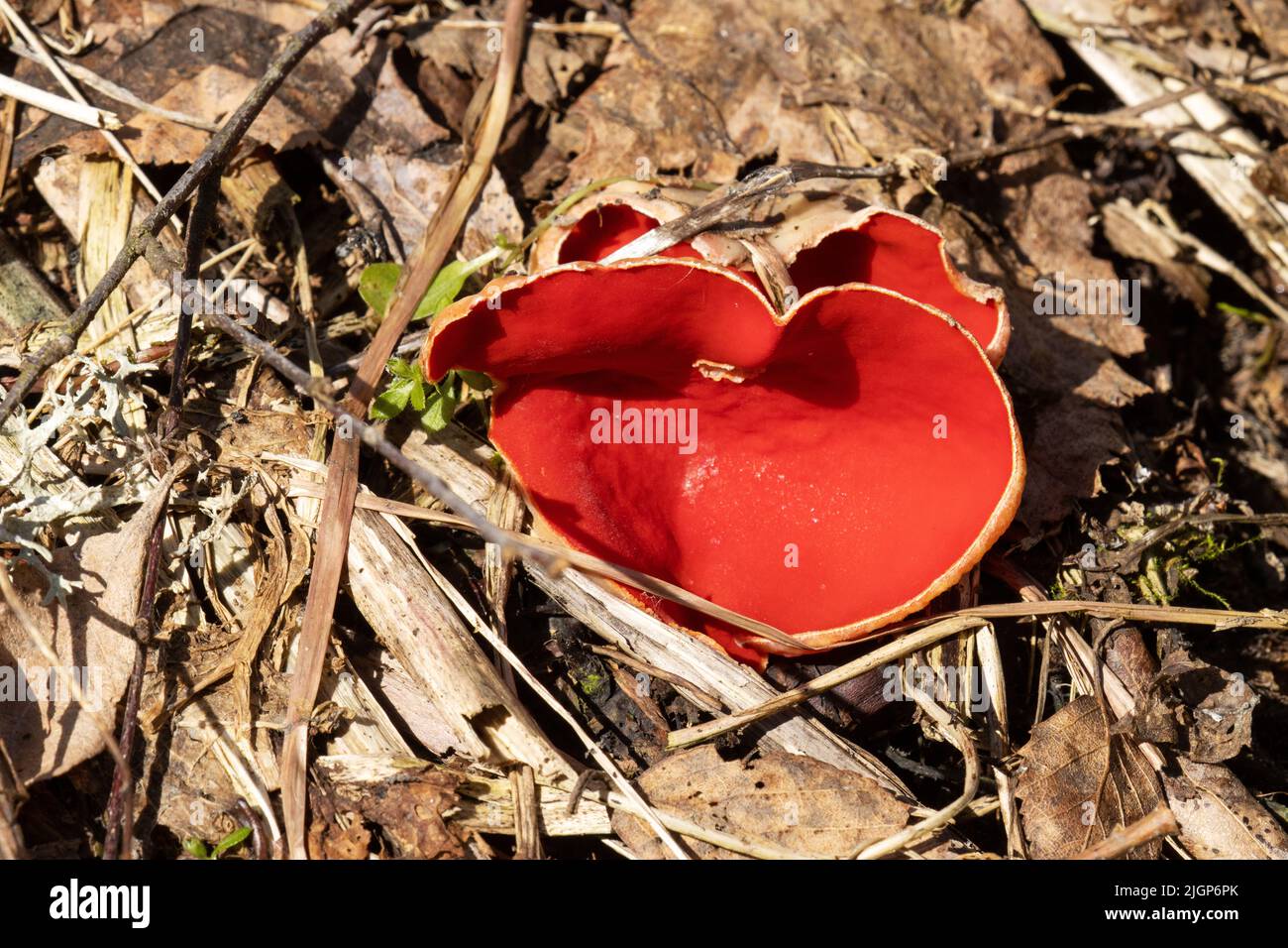 Colorful reddish Scarlet elfcup fungi growing on forest floor during ...