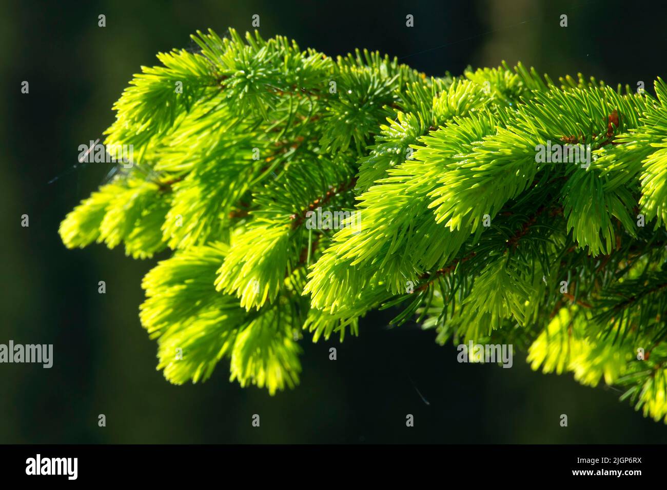 Evergreen needles along Erma Bell Lakes Trail, Willamette National ...