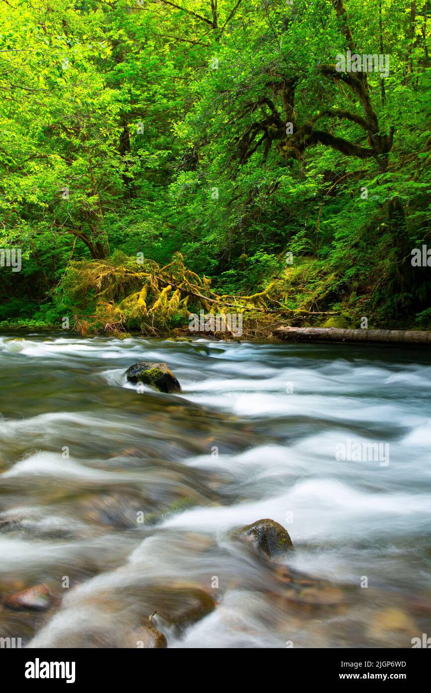 South Fork McKenzie River, Willamette National Forest, Aufderheide ...