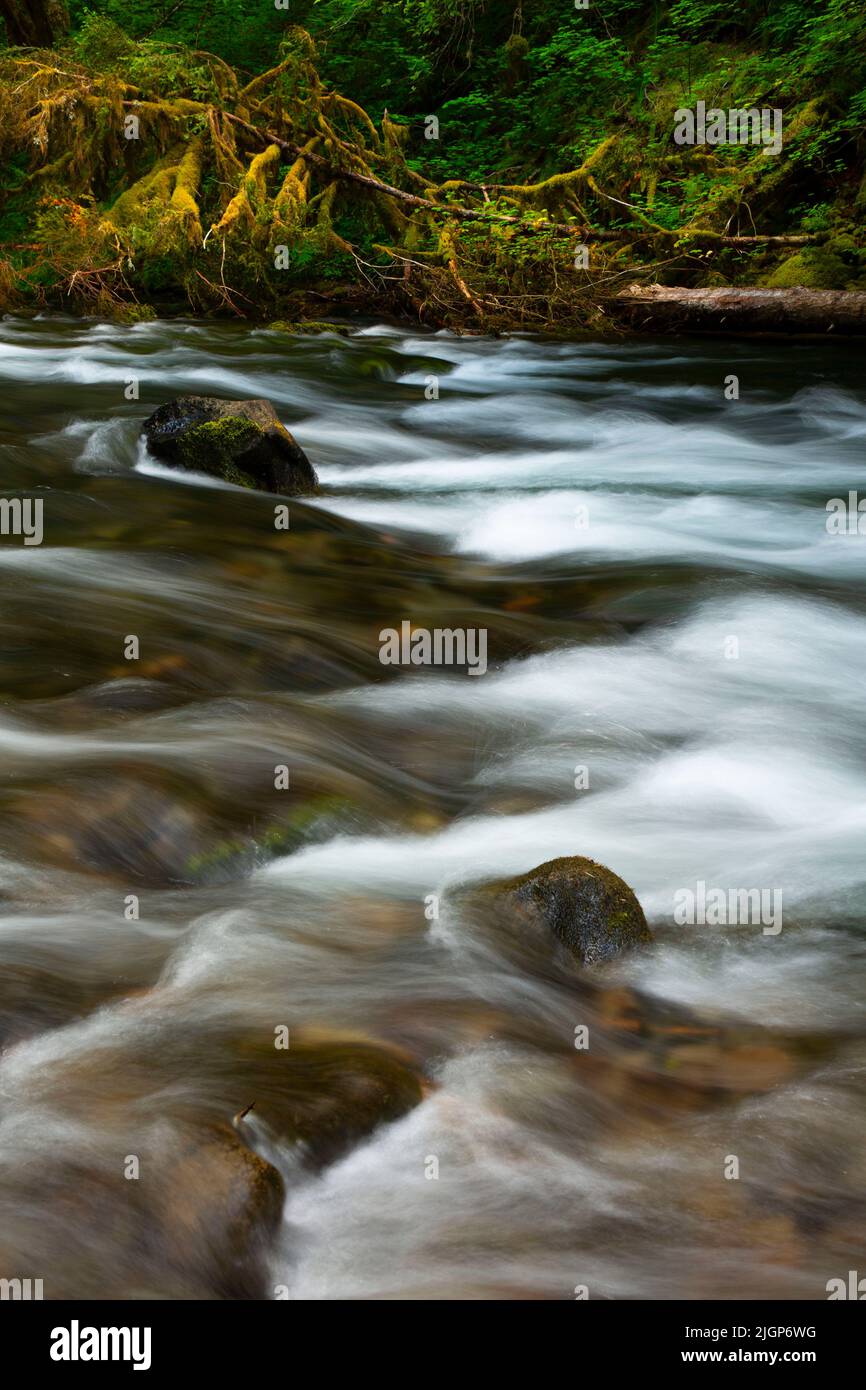 South Fork McKenzie River, Willamette National Forest, Aufderheide ...