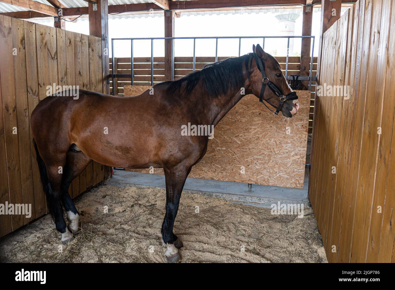 A horse in a cattle pen. Breeding thoroughbred horses. Livestock farm ...