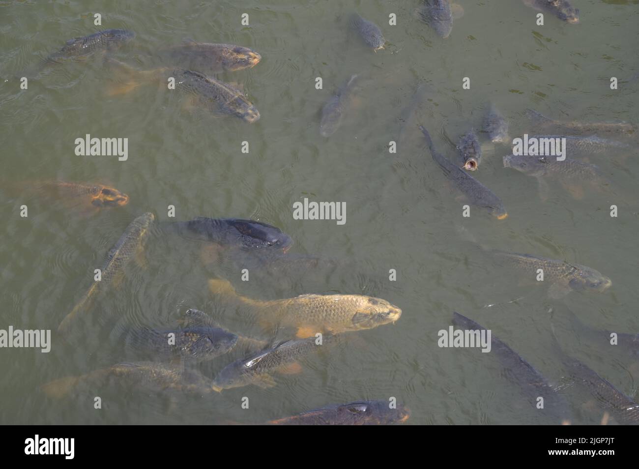 Fish in a lake at a medieval castle Stock Photo - Alamy