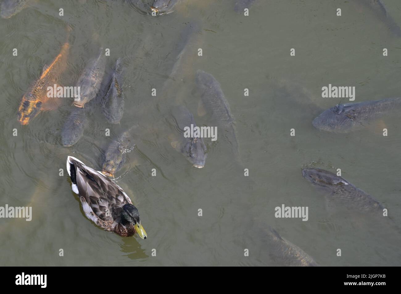 Fish in a lake at a medieval castle Stock Photo - Alamy