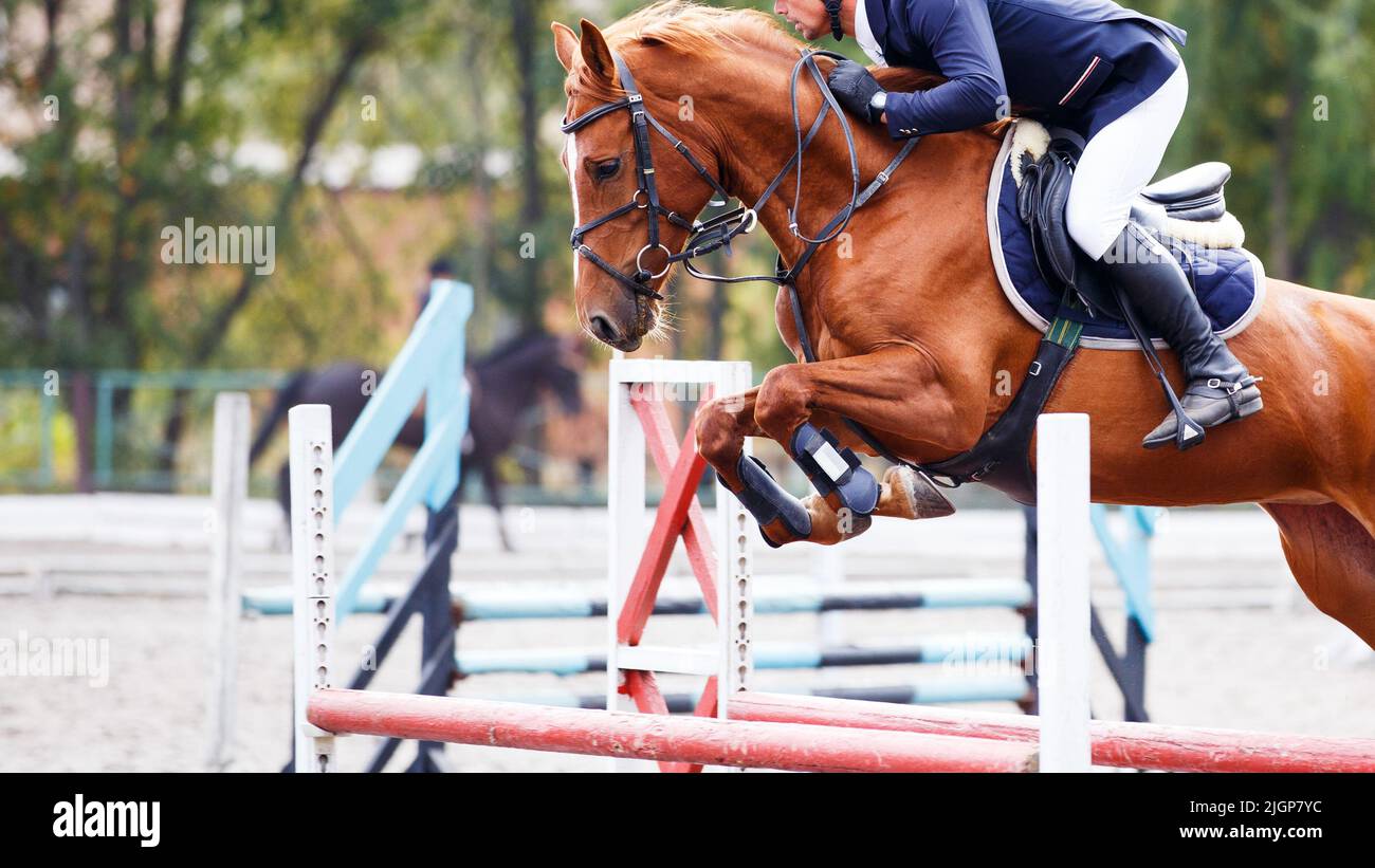 Young man riding horse jumping over the hurdle on his show jumping ...