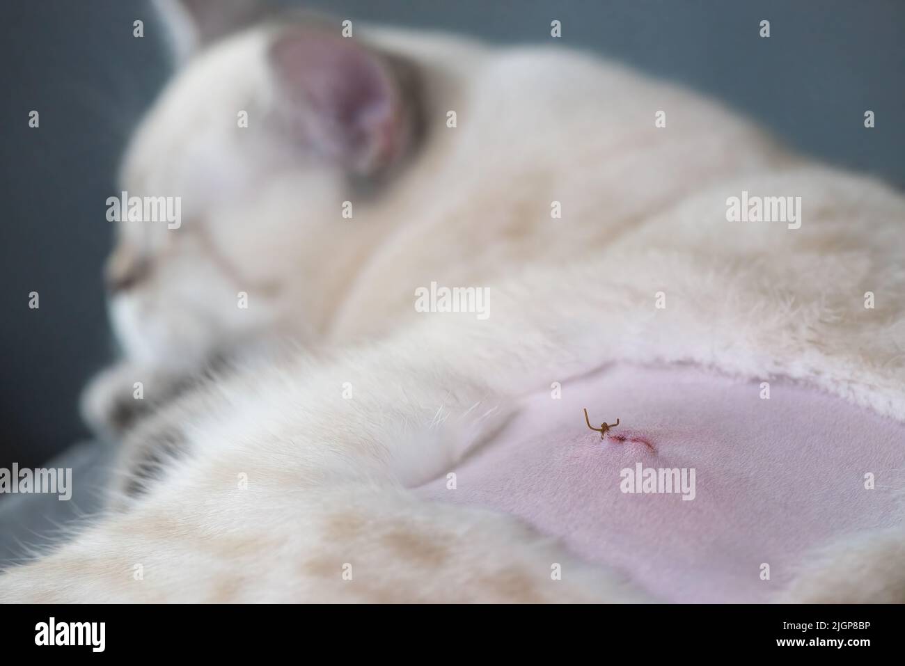 Cat after sterilization. Suture after surgery. Healing cat belly after ...
