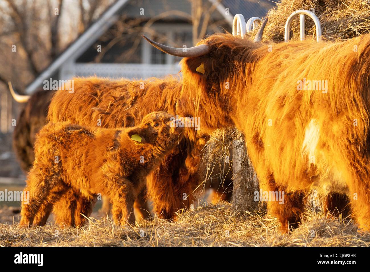 Old breed of cattle hi-res stock photography and images - Alamy