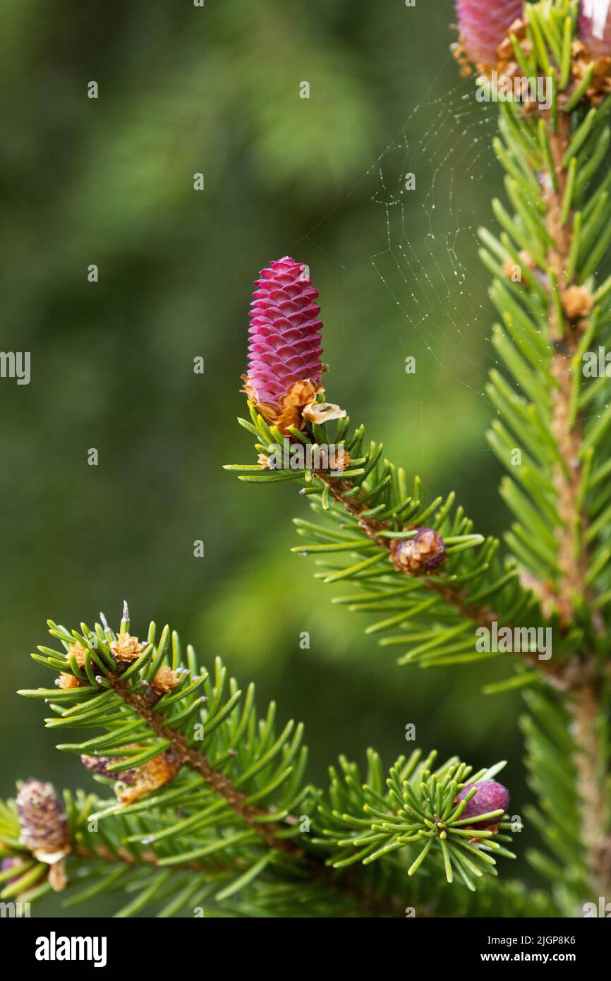 Fresh cone of Picea abies, the Norway spruce or European spruce Stock ...
