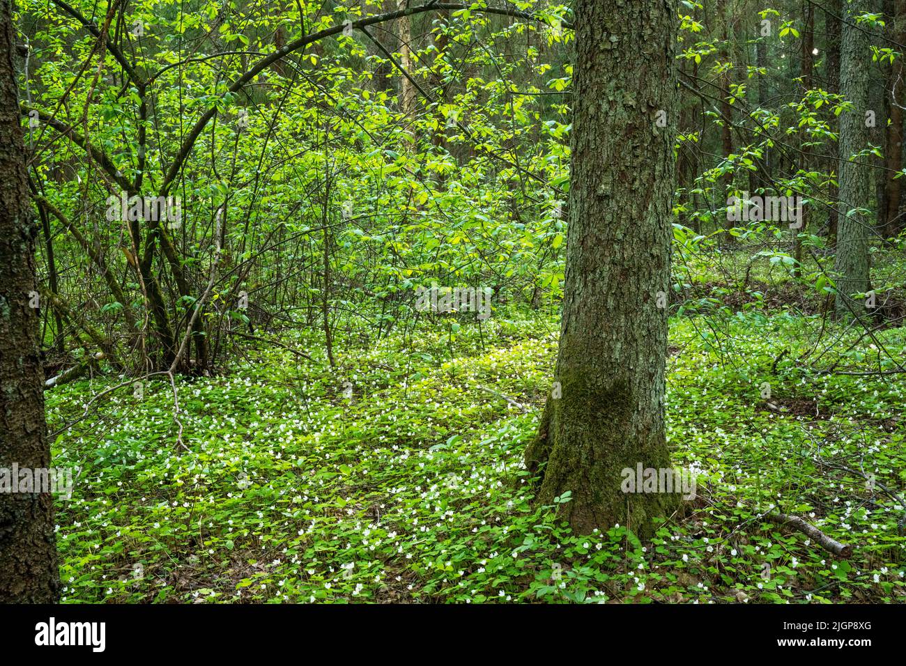 A late spring boreal forest in Estonia, Northern Europe Stock Photo - Alamy