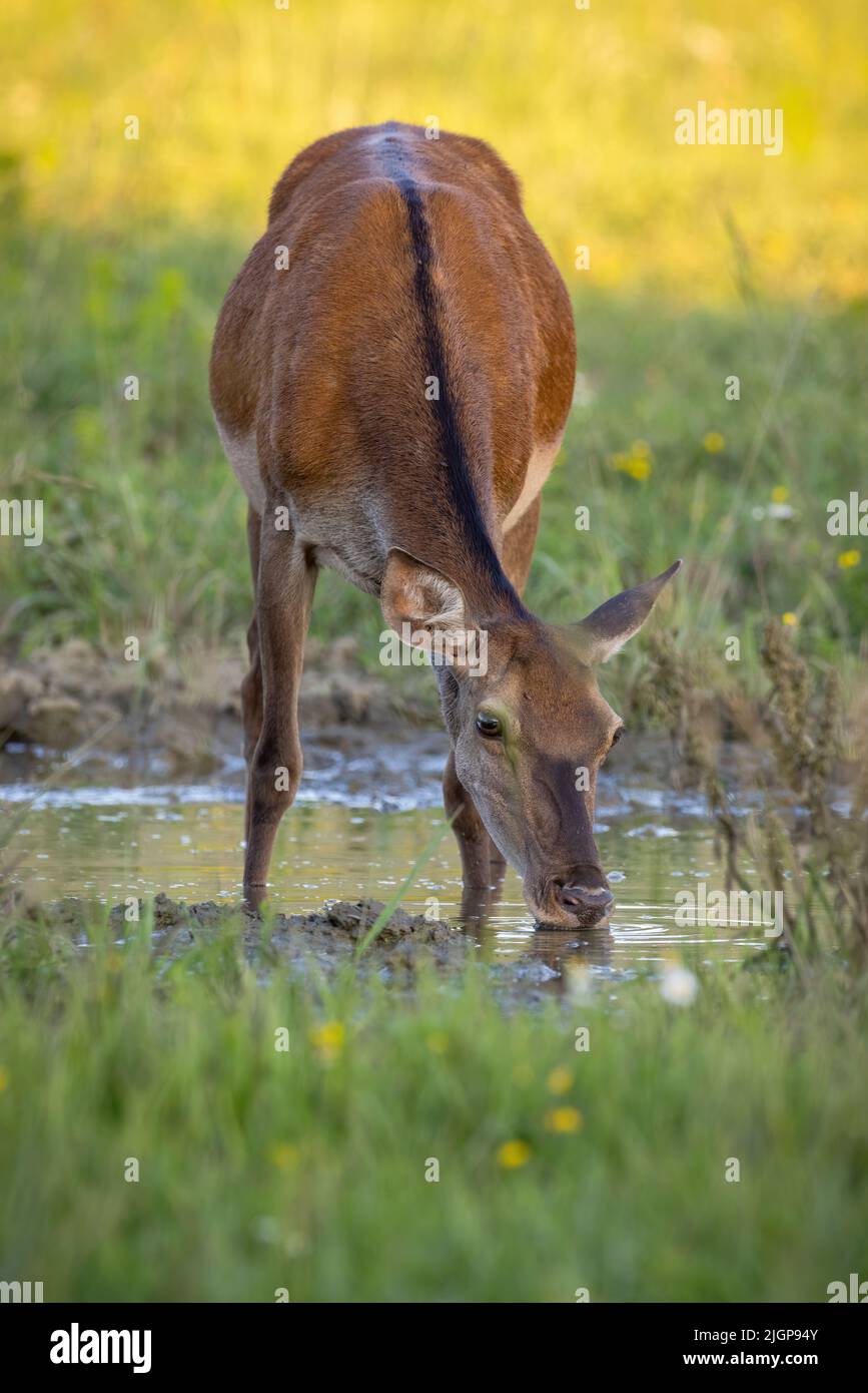 Red deer female drinking from splash in springtime Stock Photo - Alamy