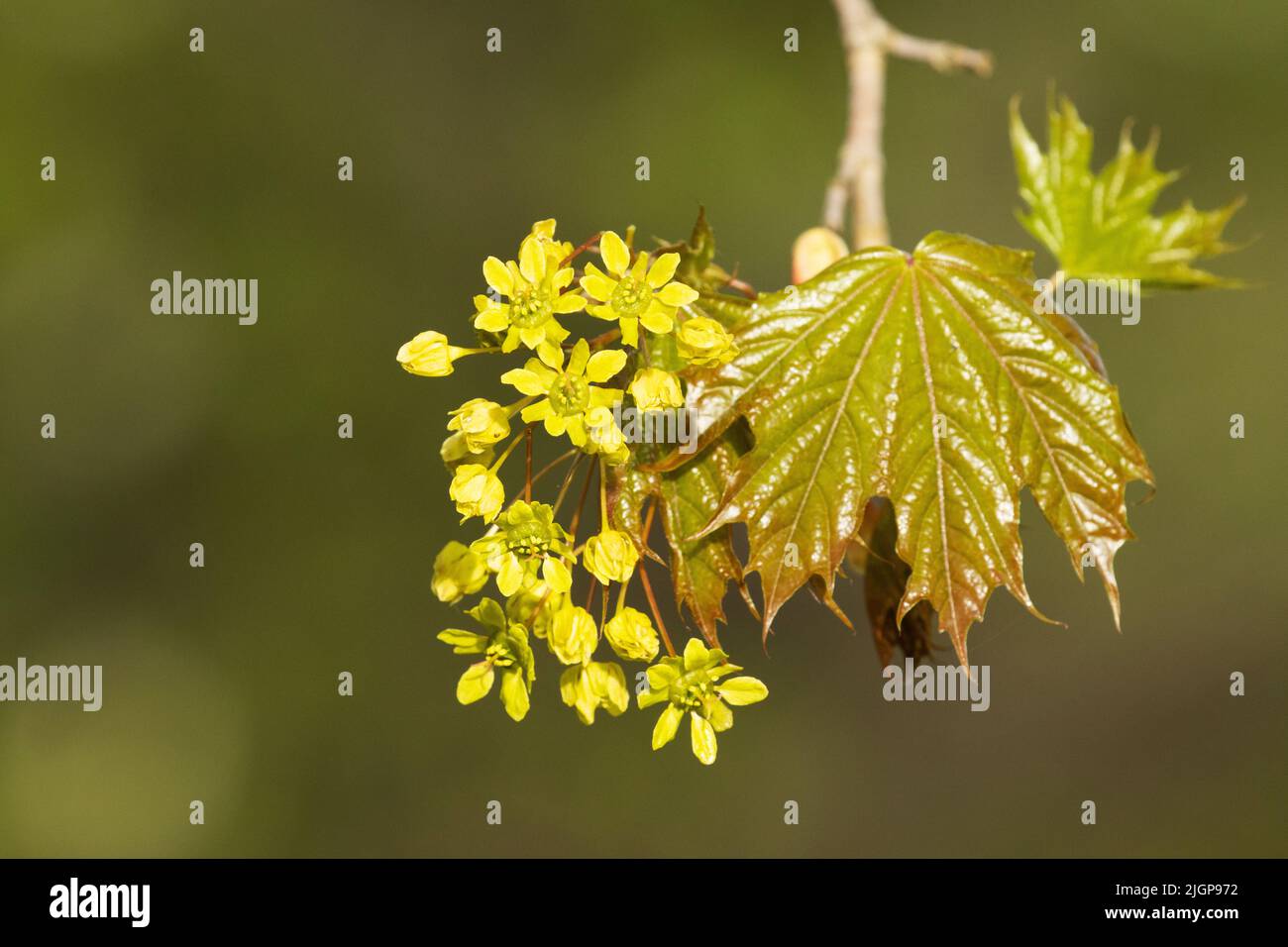 Close-up of flowering Norway maple, Acer platanoides in Estonian boreal ...