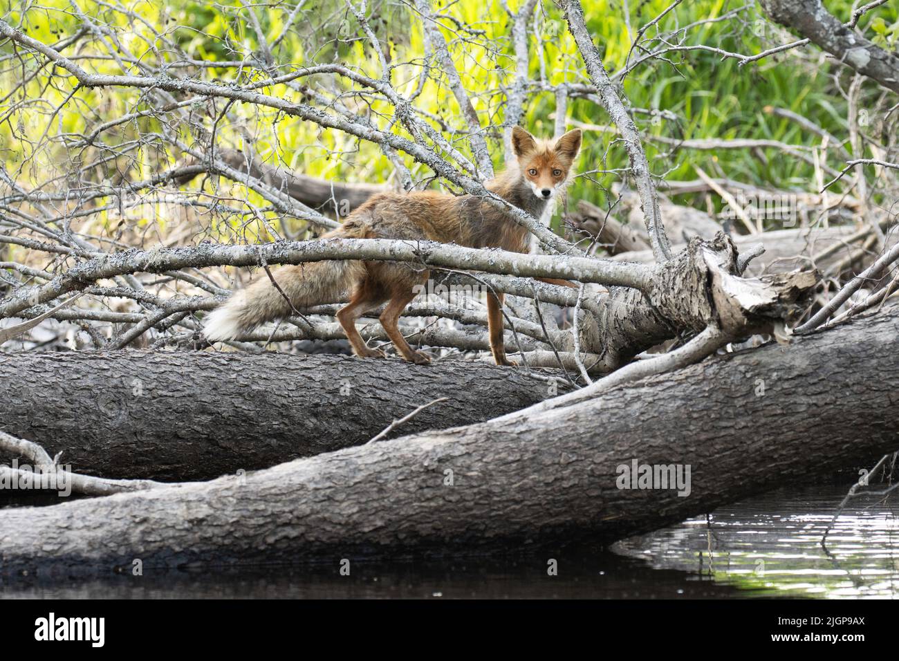 Red fox crossing a small river on fallen tree trunks Stock Photo - Alamy