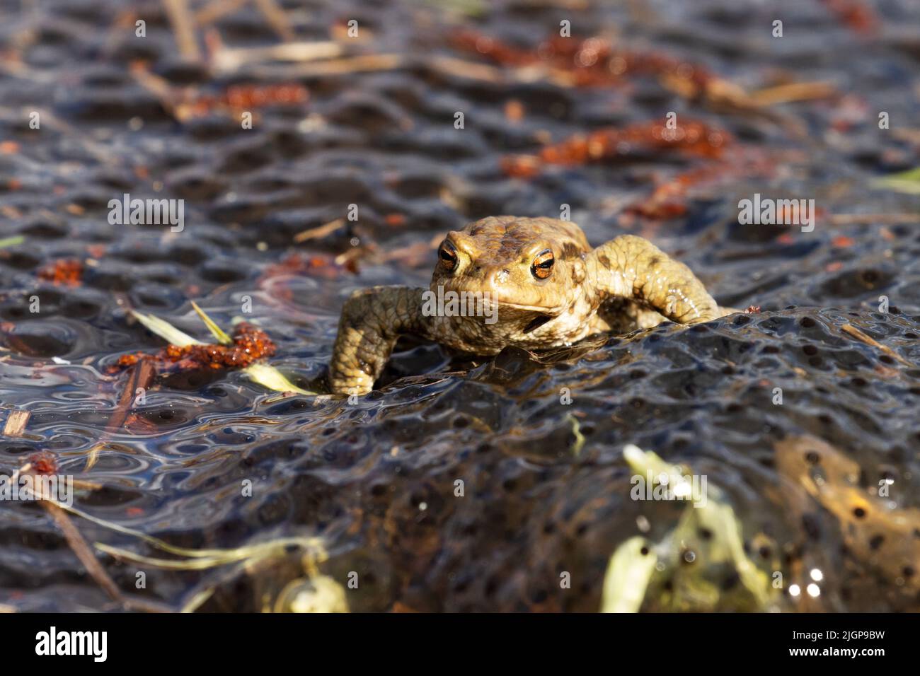 A large Common toad walking on Common frog spawn on a spring day Stock ...