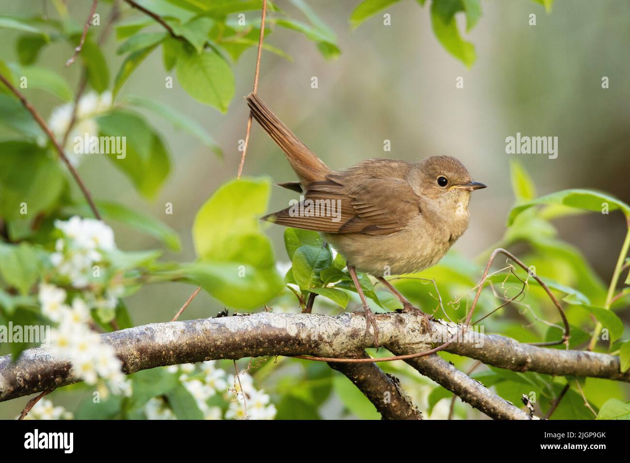 Thrush nightingale, Luscinia luscinia perched in a lush boreal forest ...