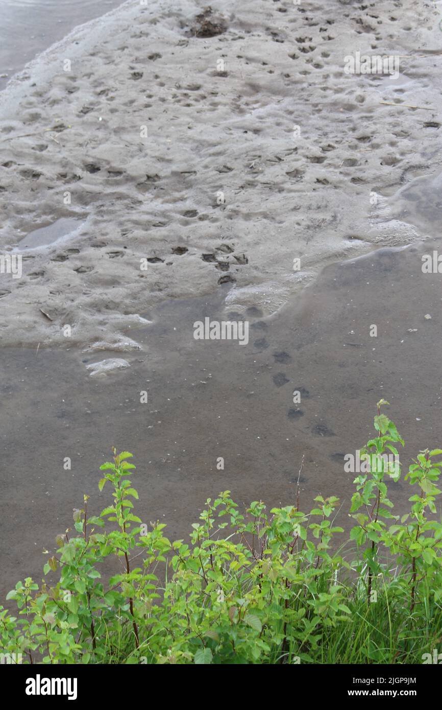 bird tracks in shore mud in Alaska Stock Photo - Alamy
